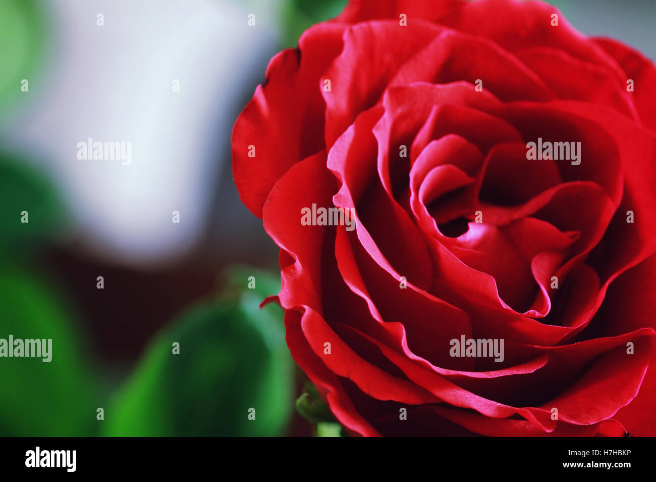 toned red rose bud closeup Stock Photo - Alamy