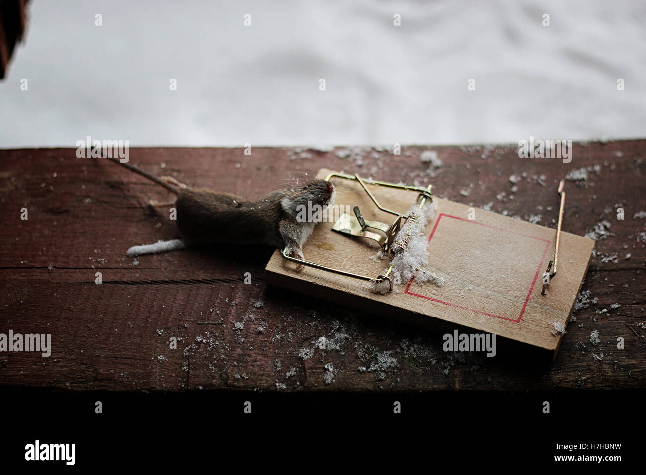 mouse in a mousetrap Stock Photo - Alamy