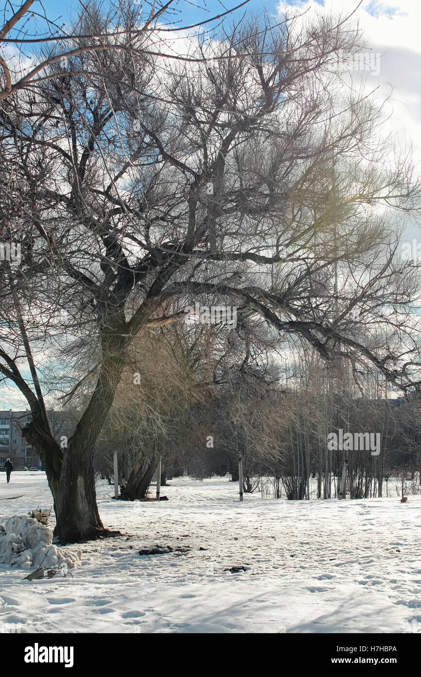 thaw snow lanscape tree Stock Photo - Alamy
