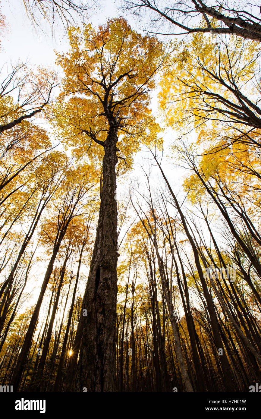 Canada maple forest hi-res stock photography and images - Alamy