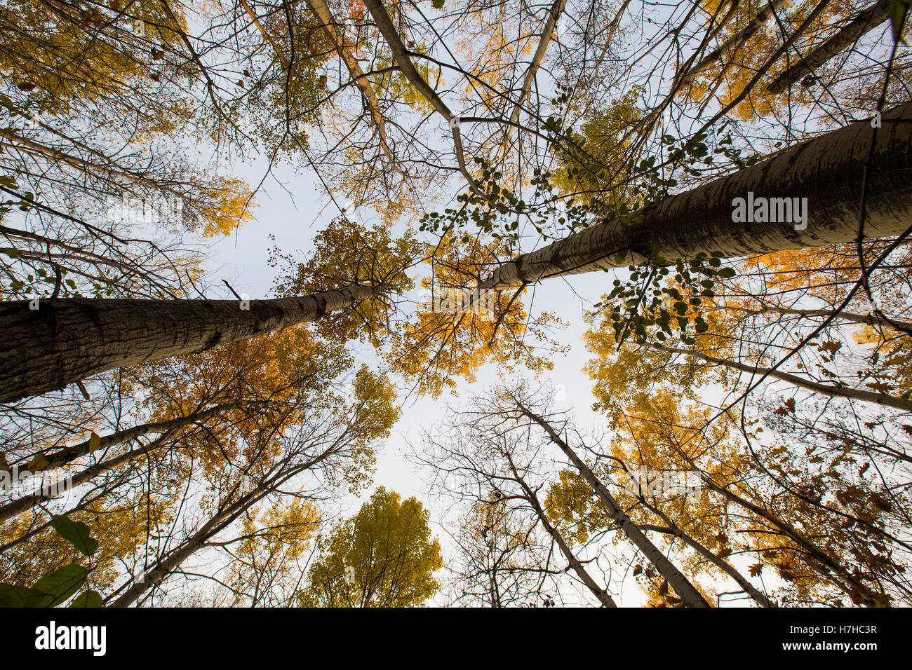 Canada maple forest hi-res stock photography and images - Alamy