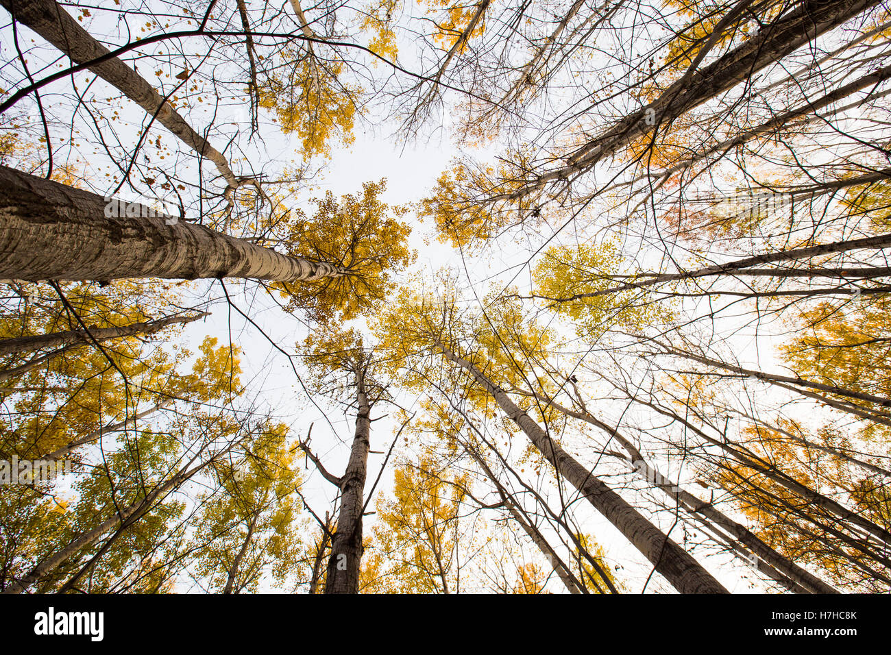 Maple forest hi-res stock photography and images - Alamy
