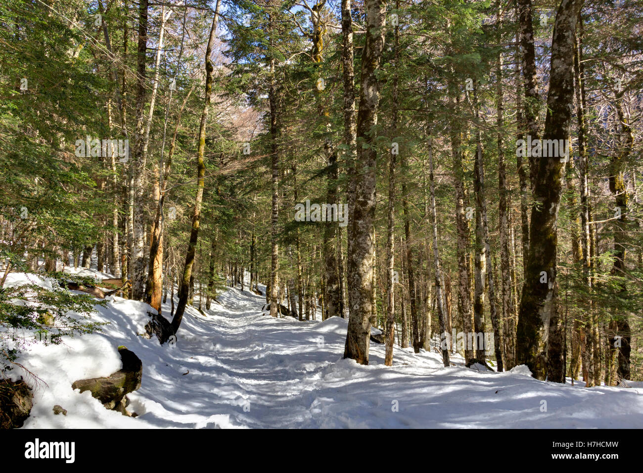 snowy forest in spanish national park of ordesa Stock Photo - Alamy