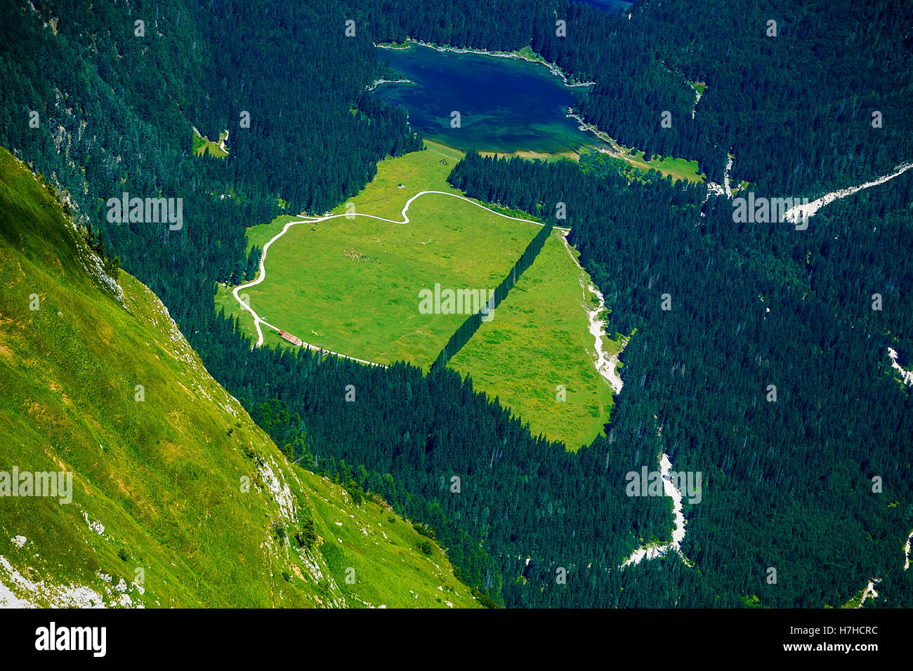 green meadow in the shape of a heart, surrounded by trees. simbol ...