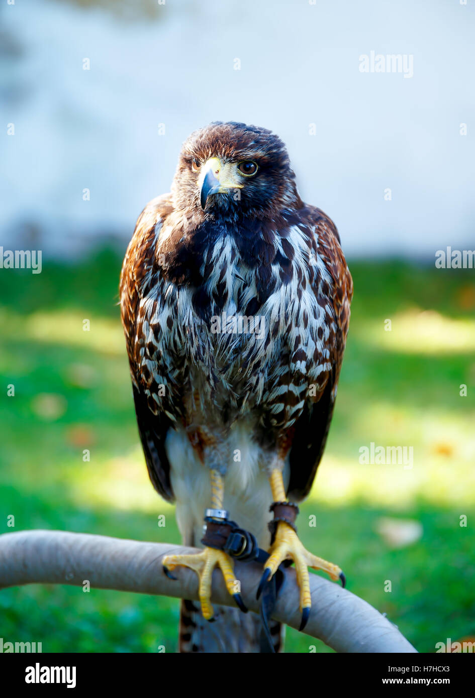 beautiful bird of prey, common buzzard, sitting on setting pole Stock ...