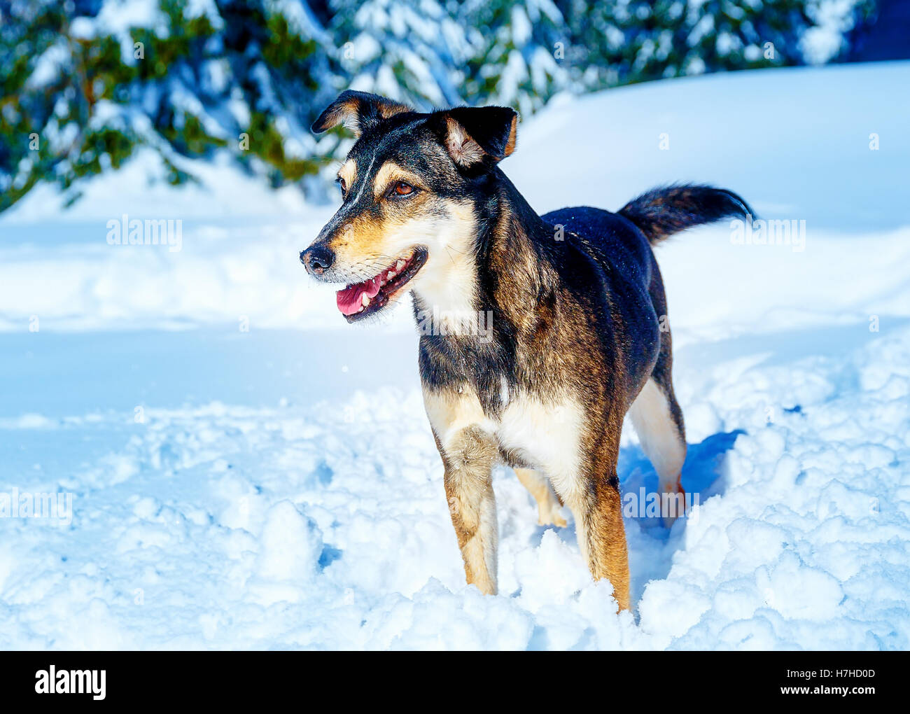 Dog in mountain winter landscape. Profile portrait Stock Photo - Alamy