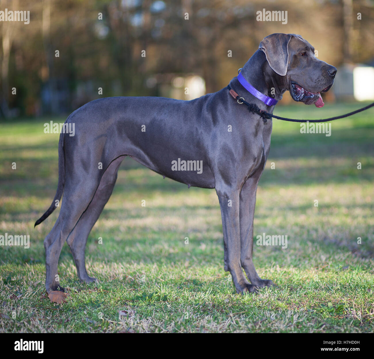 Grey colored purebred Great Dane on some grass Stock Photo - Alamy