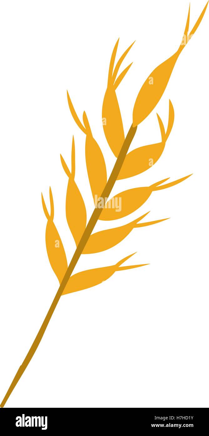 yellow ear of wheat icon over white background. vector illustration ...