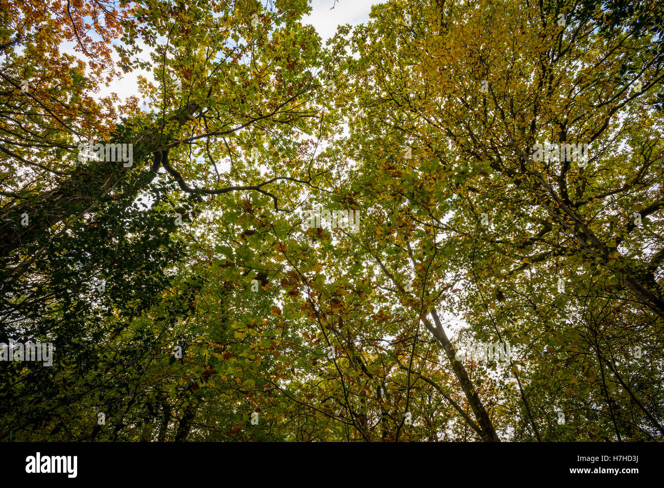 Bridford woods hi-res stock photography and images - Alamy