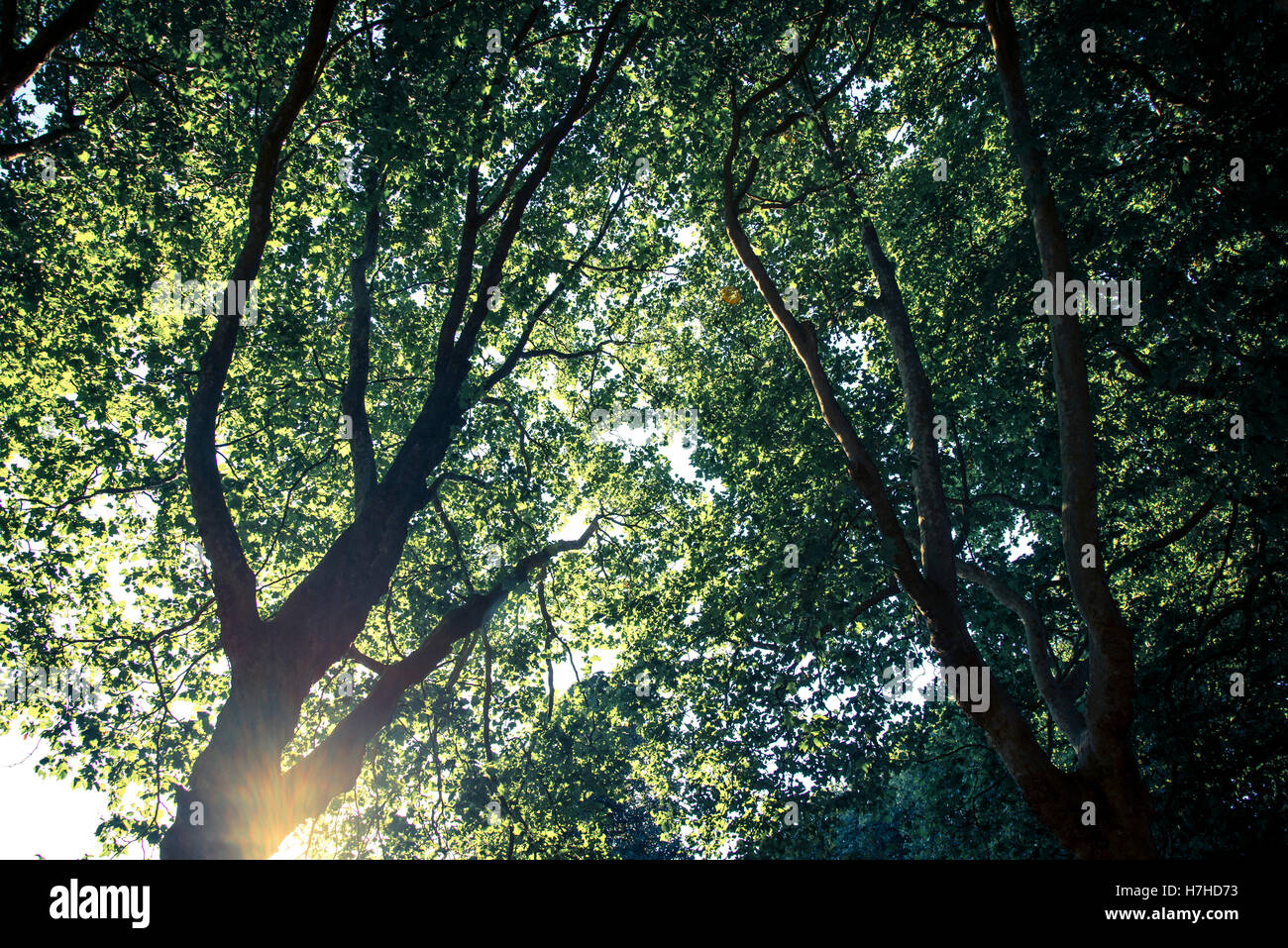 Plane Trees High Resolution Stock Photography and Images - Alamy