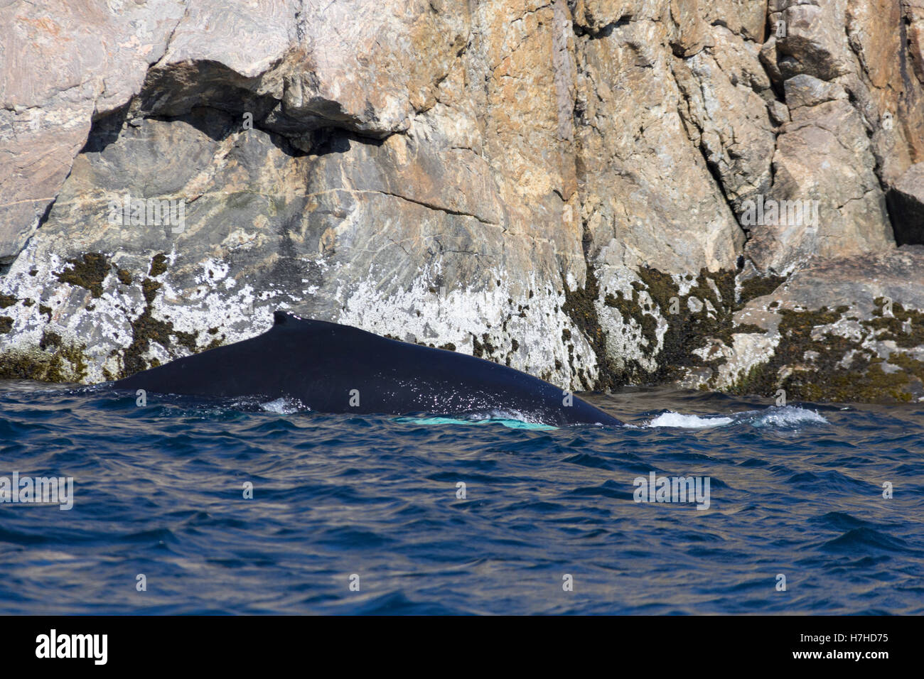 Artic fauna hi-res stock photography and images - Alamy