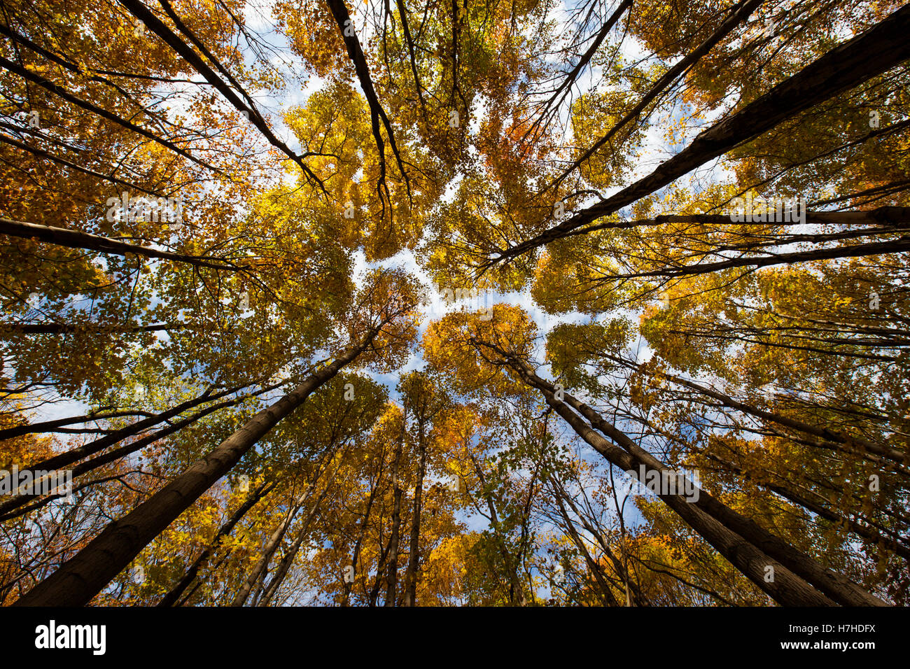 Maple forest in autumn, wide angle photo Stock Photo - Alamy