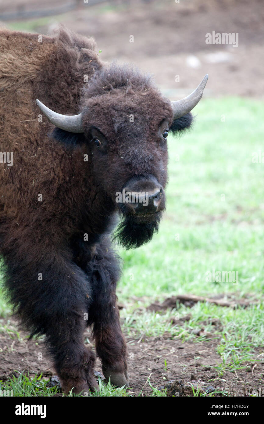 Farm raised buffalo bison photographed from the other side of the fence ...
