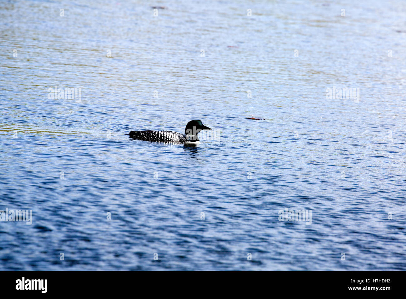 Common loon swimming in water - Minnesota state bird. Nisswa Minnesota ...