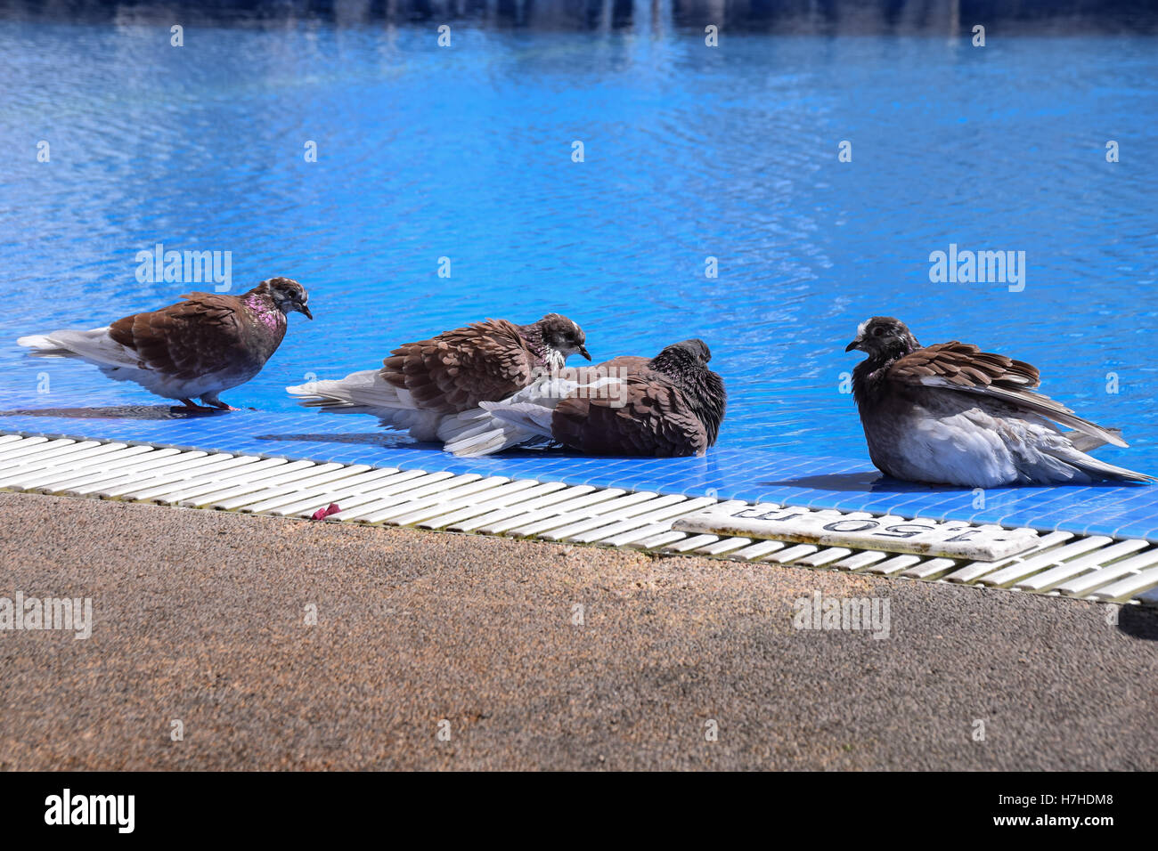 Pigeons bathing in a swimming pool Stock Photo - Alamy