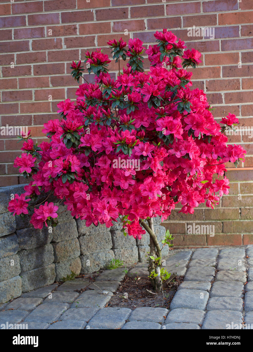 Azalea in the spring in a brick patio with bright red blooms Stock ...