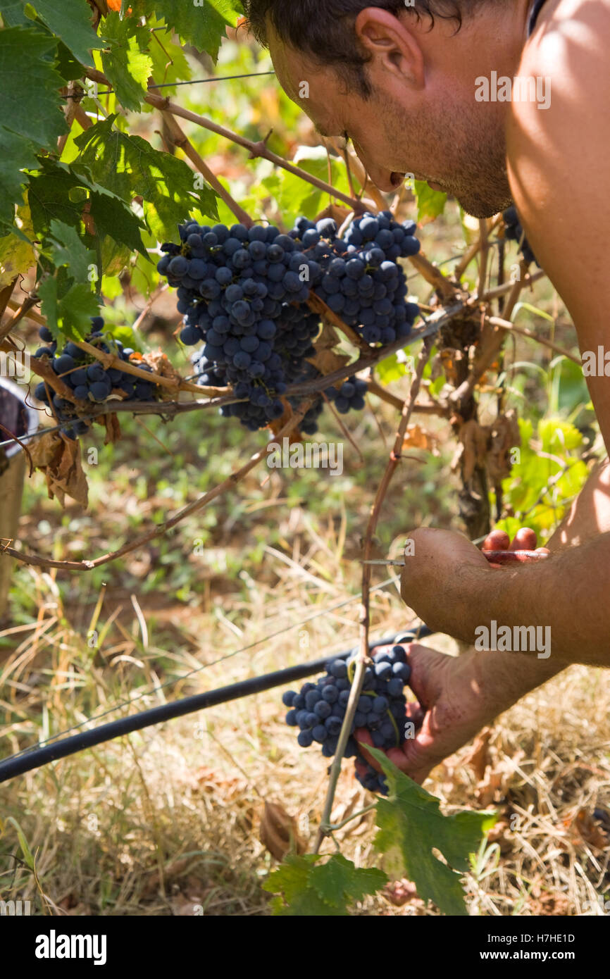 farmer cutting grapes during the harvesting season Stock Photo - Alamy