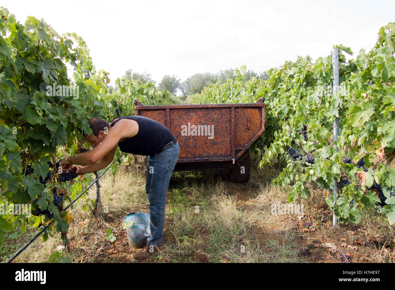 farmer cutting the grapes during the harvesting time Stock Photo - Alamy