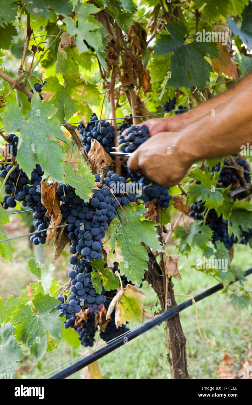 cutting grapes during the harvesting time Stock Photo - Alamy