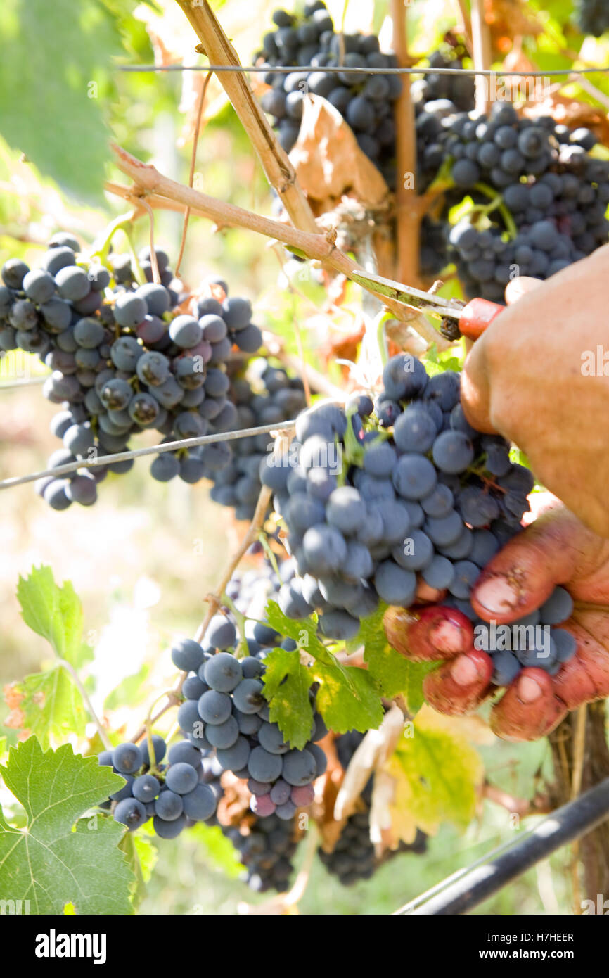 cutting grapes during the harvesting time Stock Photo - Alamy