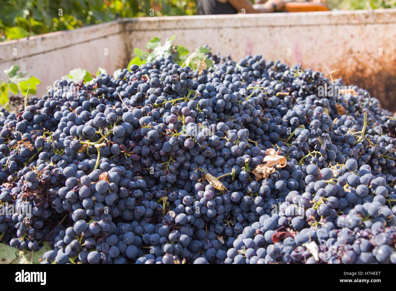 cutting grapes during the harvesting time Stock Photo - Alamy