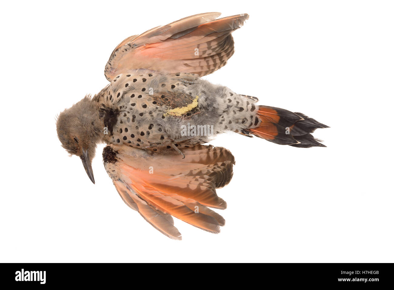 Dead Red-Shafted Northern Flicker isolated on white Stock Photo - Alamy
