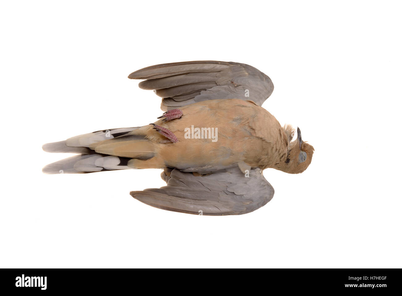 White dove dead hi-res stock photography and images - Alamy