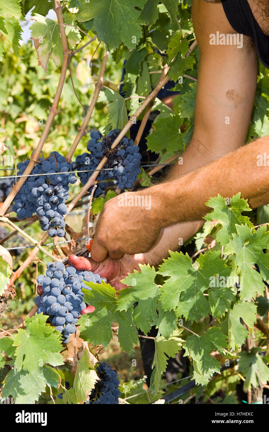 cutting grapes during the harvesting time Stock Photo - Alamy