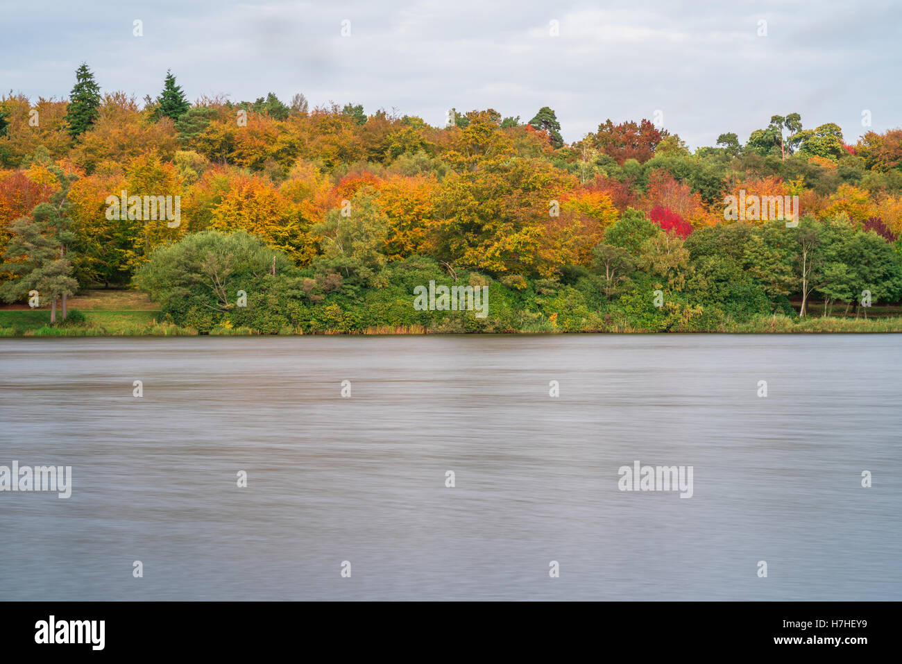 A lake in Virginia Water in Surrey in fall colors, UK Stock Photo - Alamy