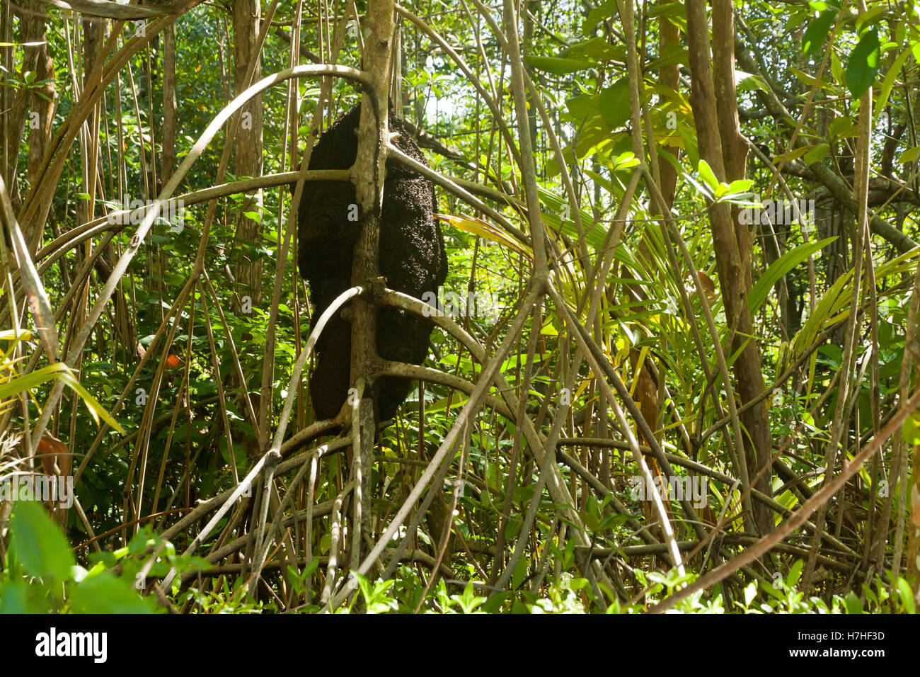 Arboreal termite nest hi-res stock photography and images - Alamy