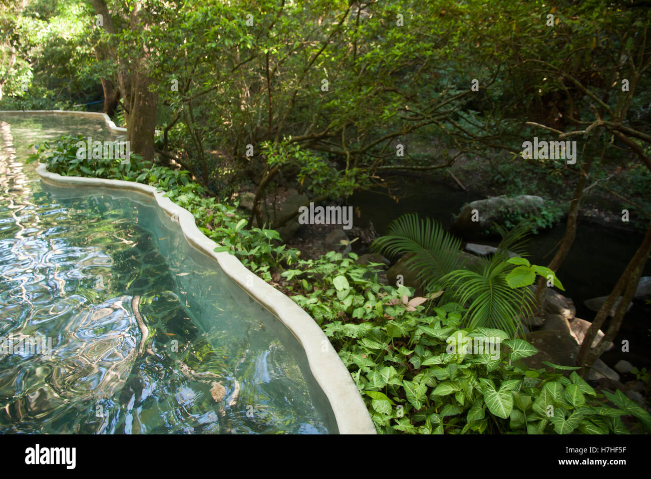 swimming pool in jungle Stock Photo - Alamy