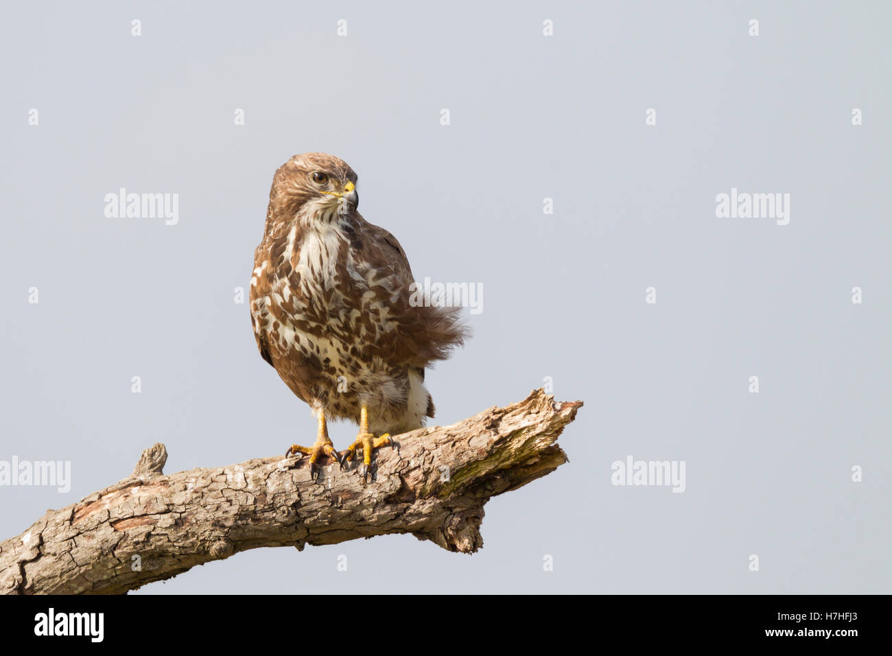 Raptor bird of prey buteo buteo buzzard common buzzard hi-res stock ...