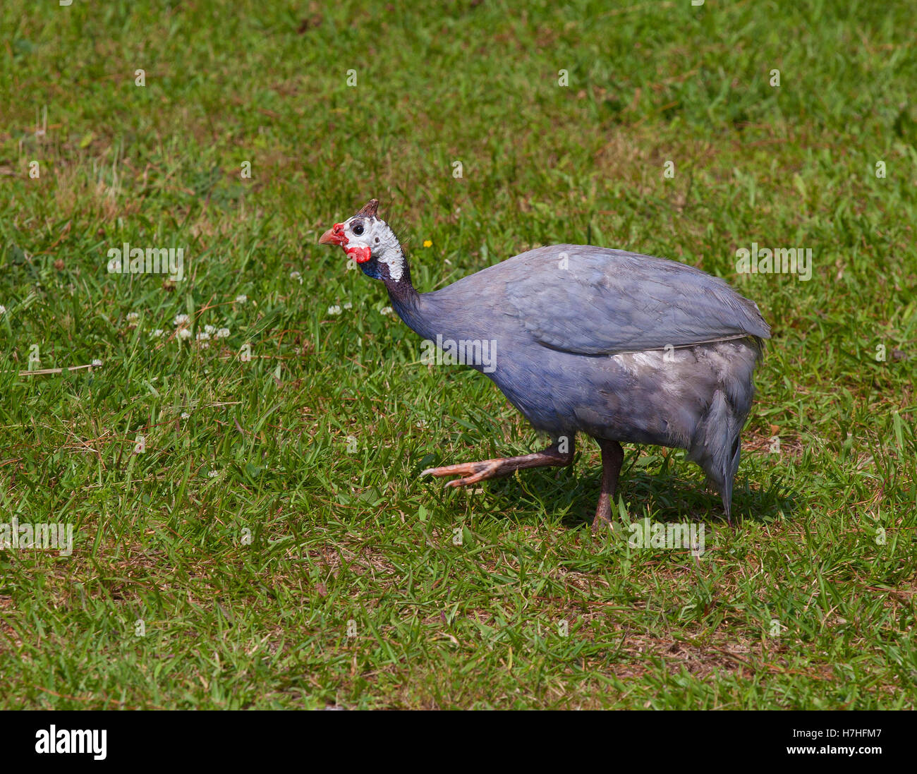 Bothersome hi-res stock photography and images - Alamy