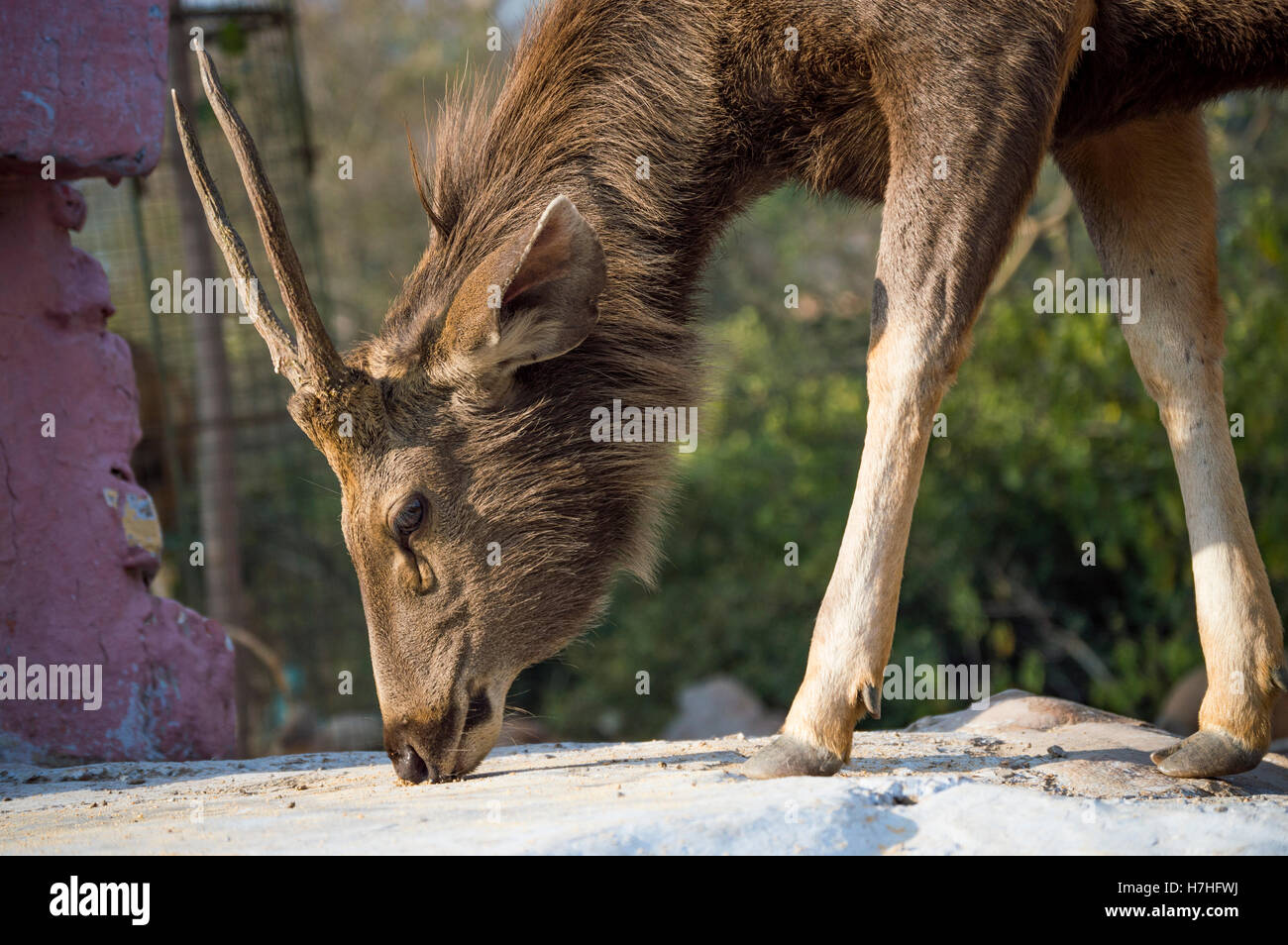 Sambhar hi-res stock photography and images - Alamy