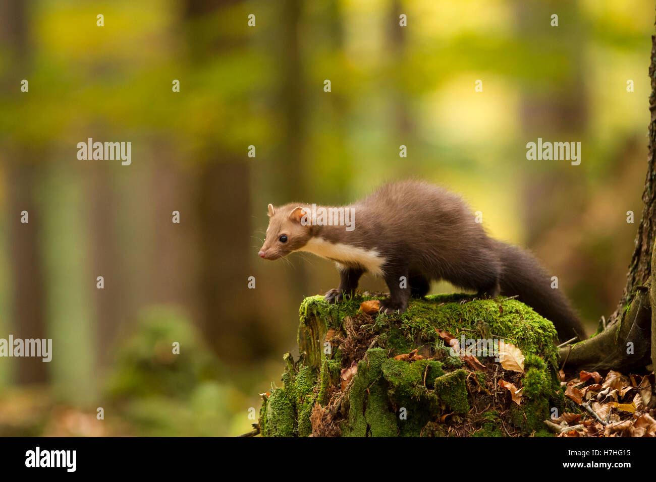 Steinmarder, Martes foina, white breasted marten Stock Photo - Alamy