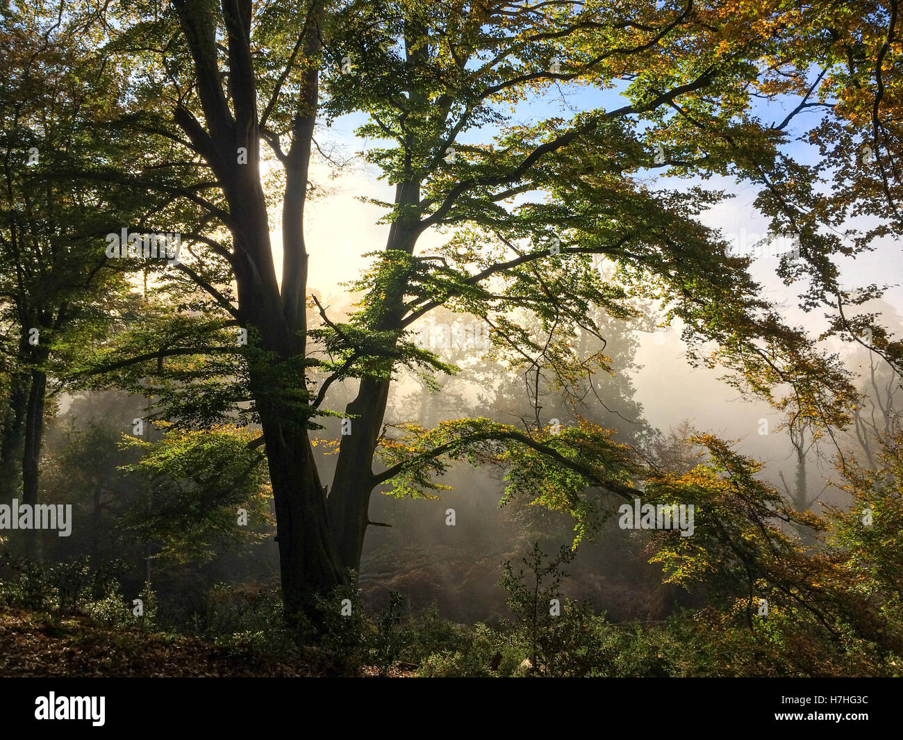 English elm tree hi-res stock photography and images - Alamy