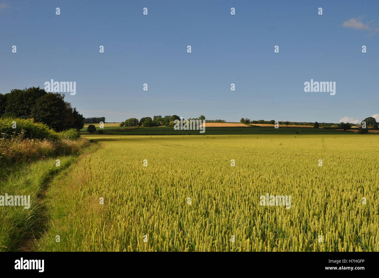 Farmland in Somerset, English West Country Stock Photo - Alamy