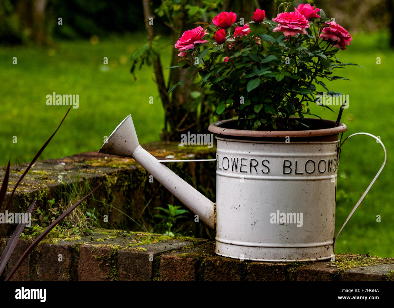 Watering can rose hi-res stock photography and images - Alamy