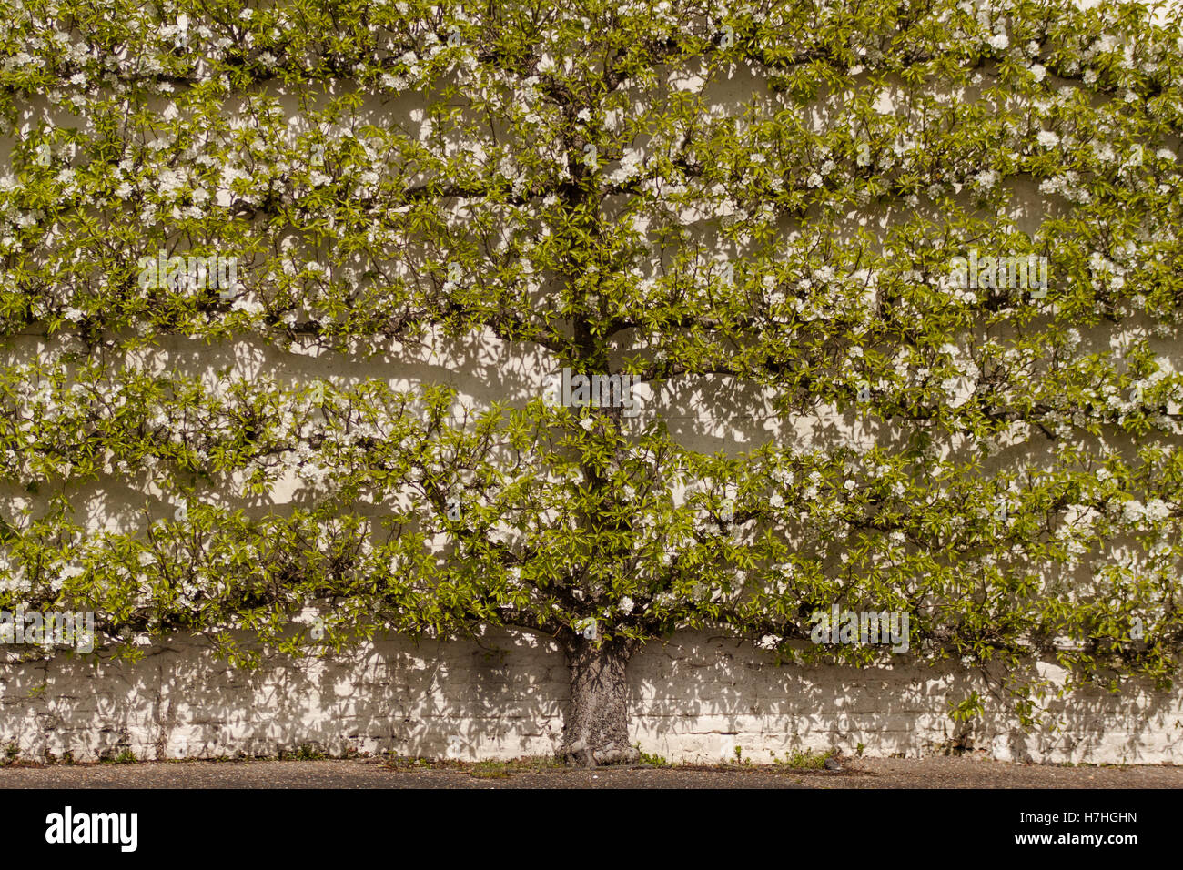 Tree symmetry hi-res stock photography and images - Alamy