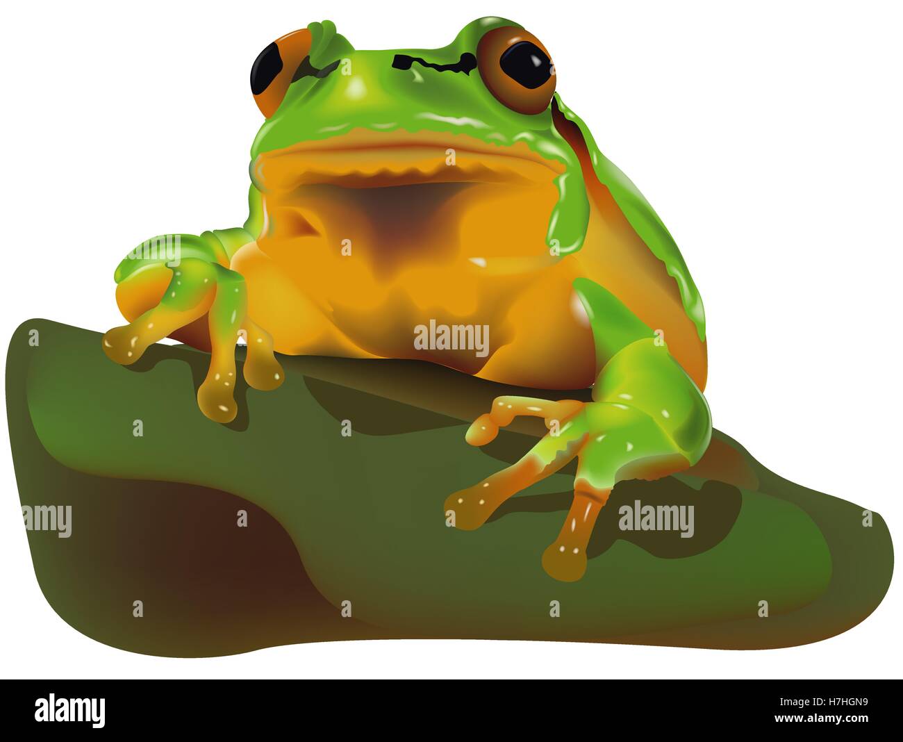 Frog european Stock Vector Images - Alamy
