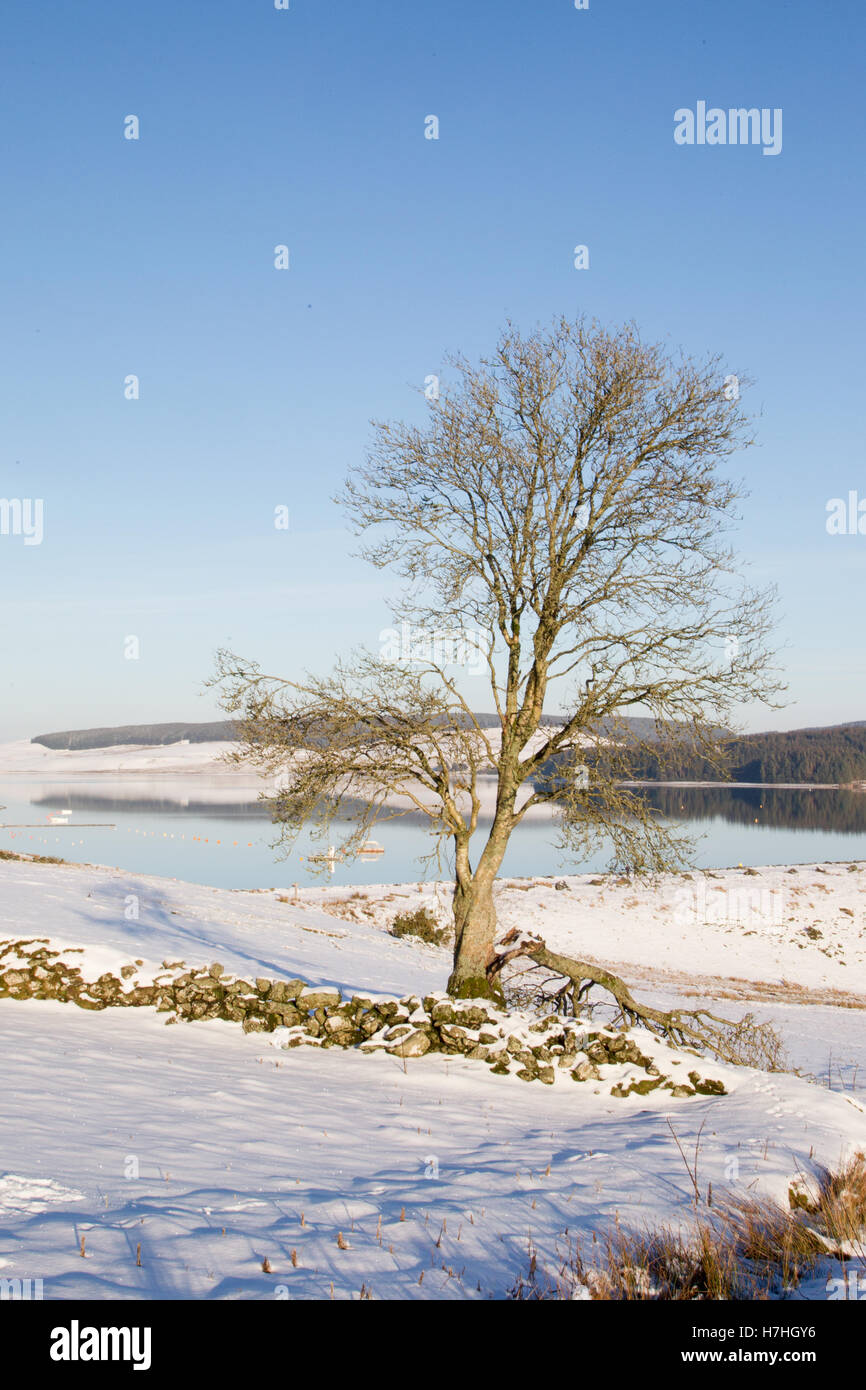 A lone tree at the Llyn Brenig park in north wales Stock Photo - Alamy