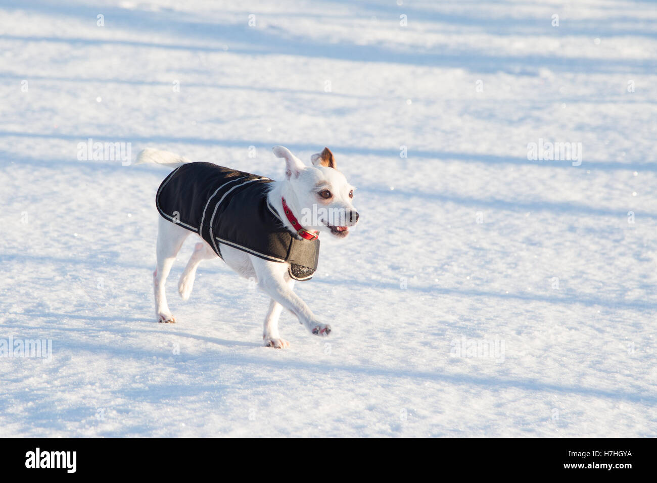 A Jack Russel dog runs in the snow Stock Photo - Alamy