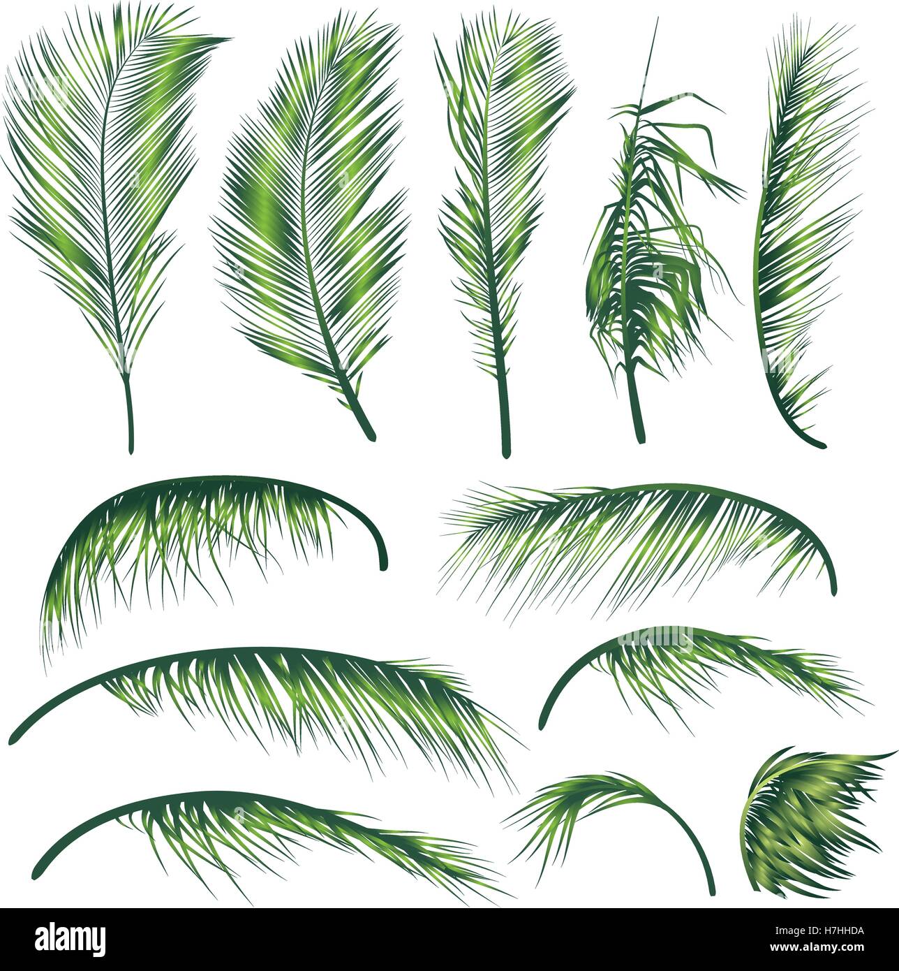 Palm Tree Leaves . A Construction Set of palm tree leaves that allows ...