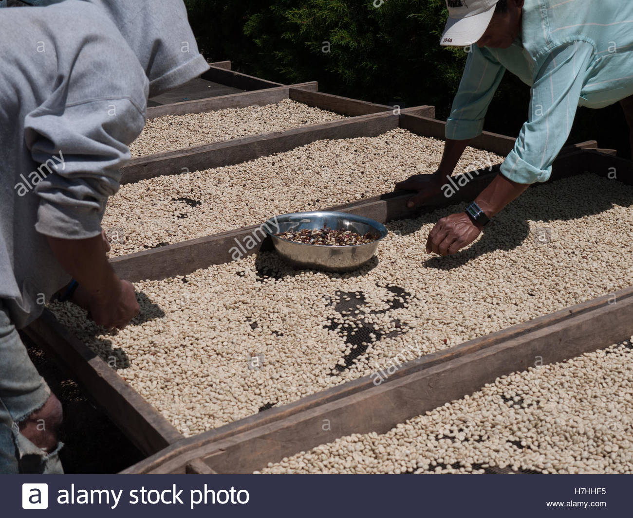 Hand Sorting High Resolution Stock Photography and Images - Alamy