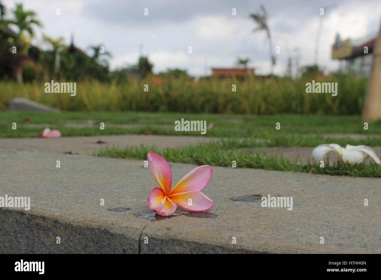 A flower falling from a tree to the ground Stock Photo - Alamy