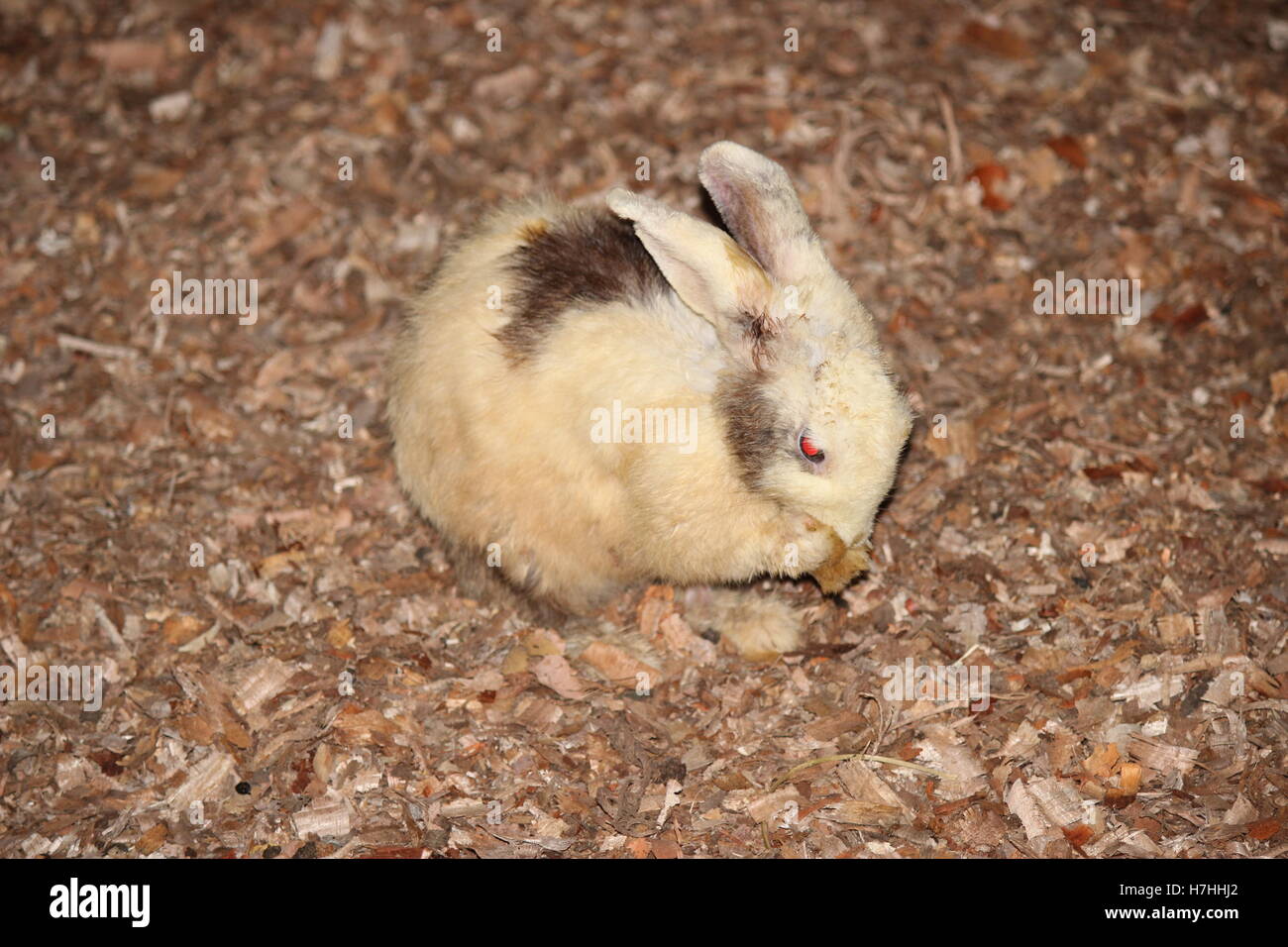 Zoo bunny hi-res stock photography and images - Alamy