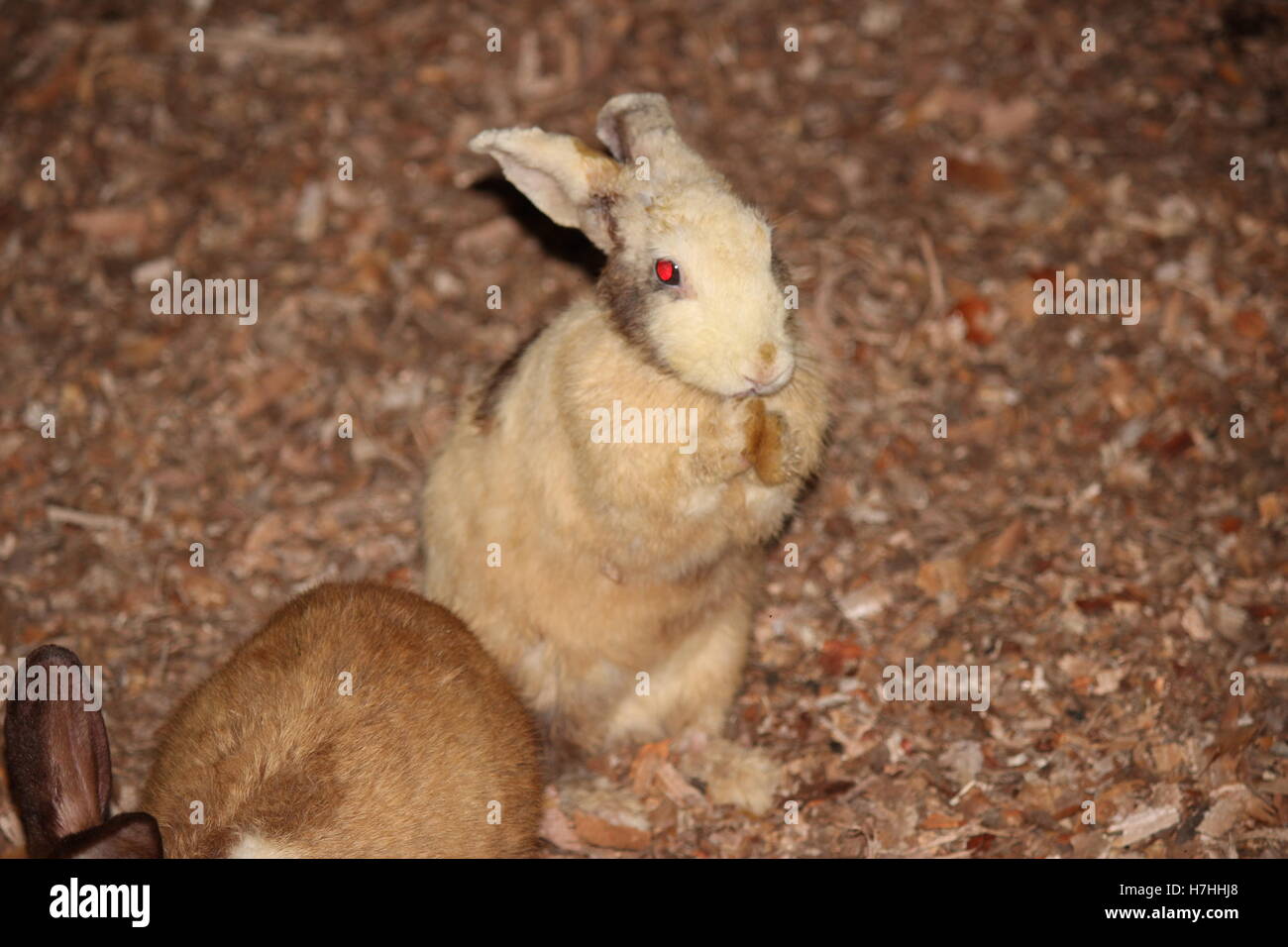 Zoo lunch hi-res stock photography and images - Alamy
