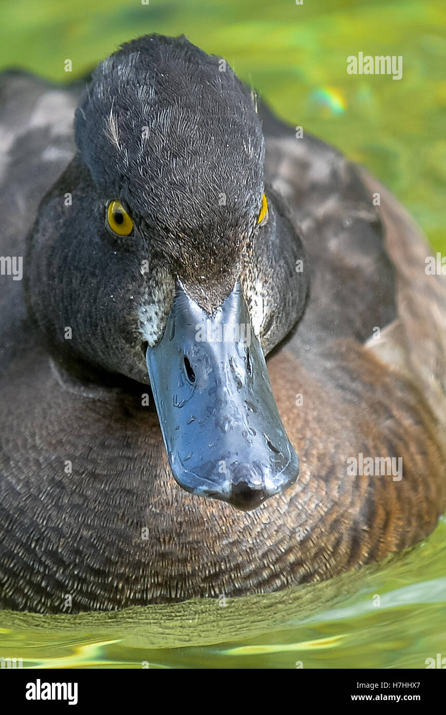 waterfowl duck on the water Stock Photo - Alamy
