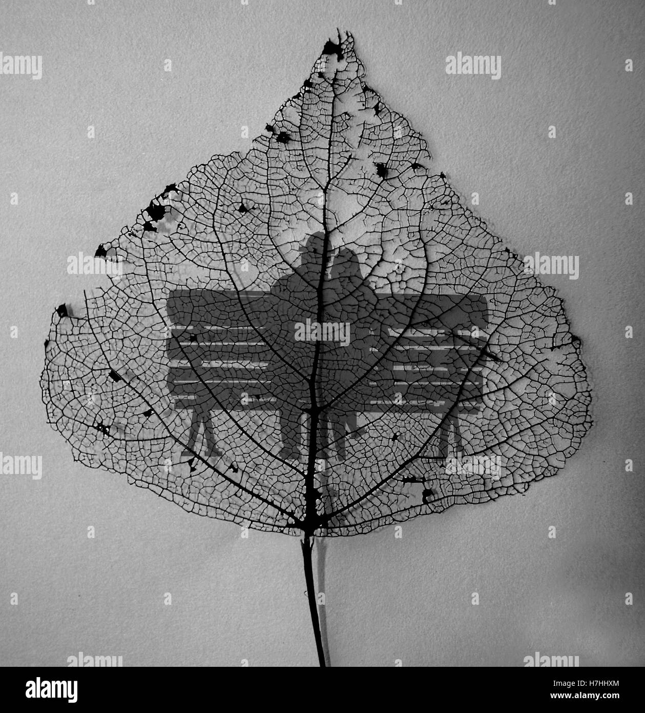 Leaf skeleton black hi-res stock photography and images - Alamy