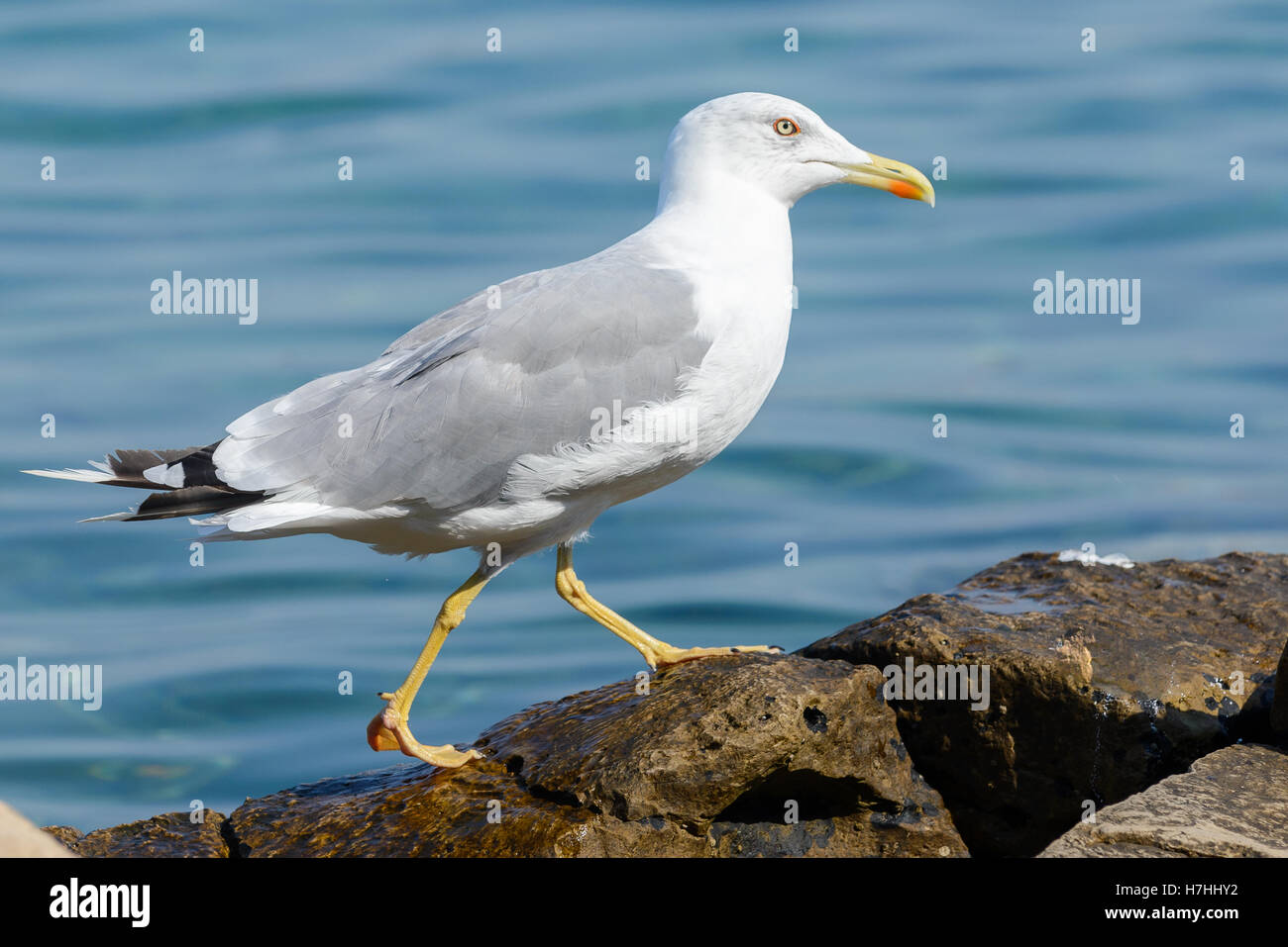 Outside photo of seagull bird close-up Stock Photo - Alamy
